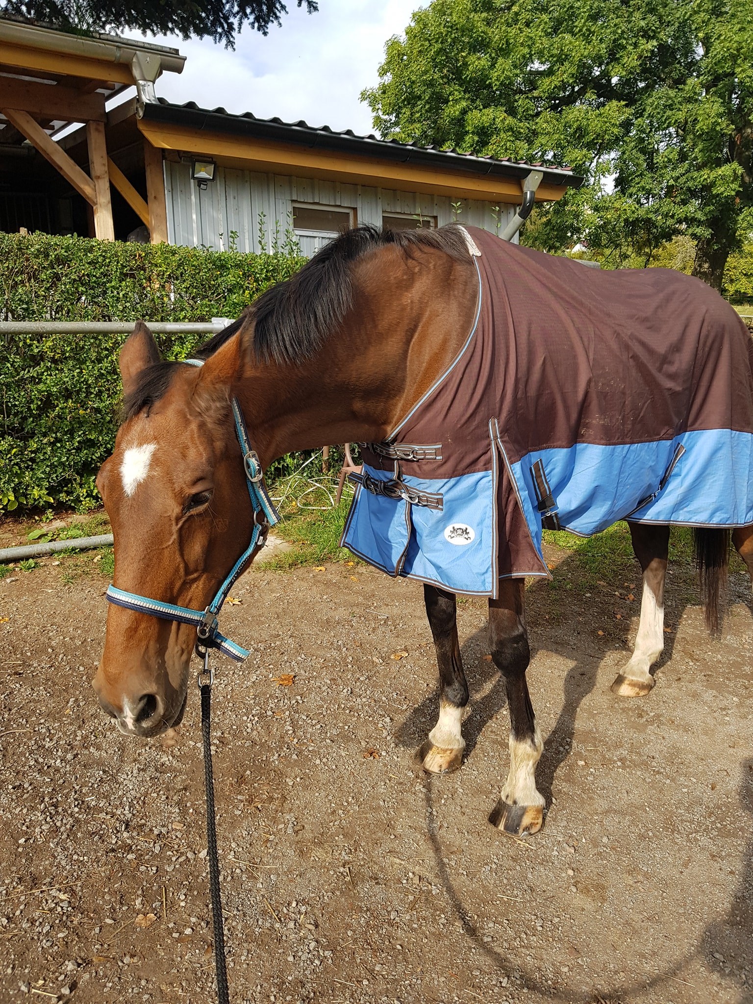 Ausdrucksverhalten Pferd – das Schmerzgesicht – Tiertherapie Niquille ...